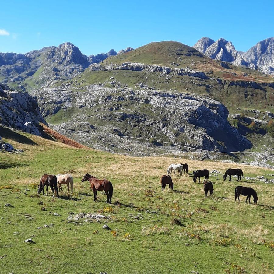 Chalet Katun Mokra Accommodation & Horseback Riding Podgorica ...